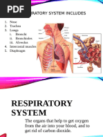 Structure and Function of The Gas Exchange System - Respiration and Gas ...