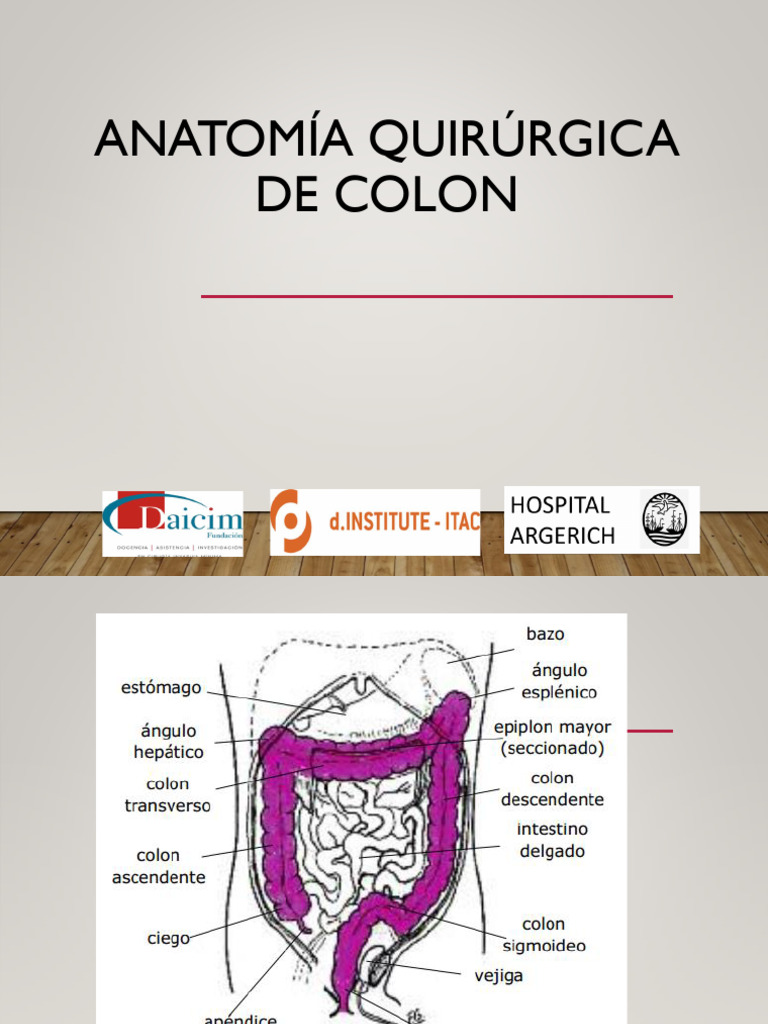 Anatomía Quirúrgica del Colon y Recto | PDF | Intestino grueso | Aorta