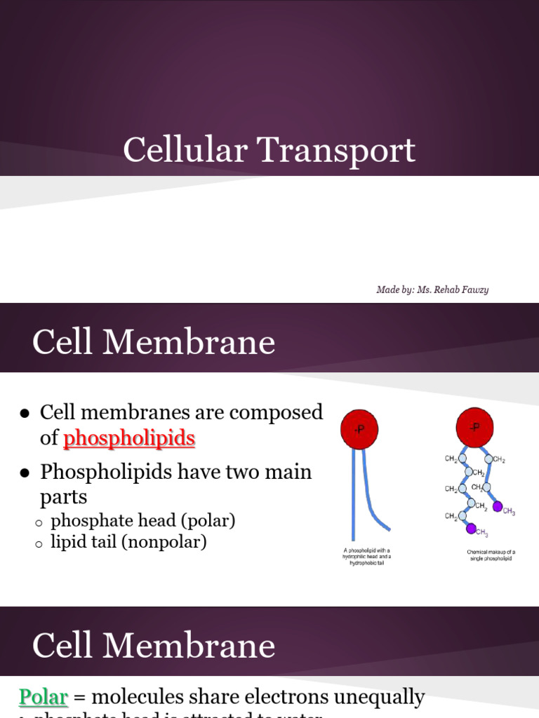 Cellular Transport PPT-1-32 | PDF | Cell Membrane | Cell (Biology)
