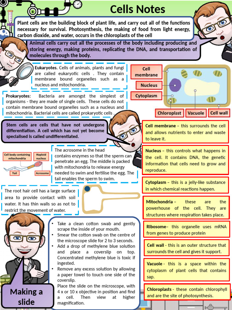 Cells Revision Notes | PDF | Cell (Biology) | Mitochondrion