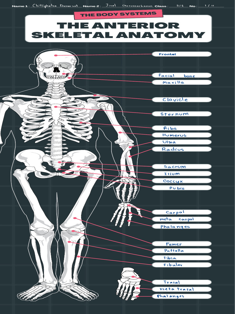 Anterior and Posterior Skeletal Anatomy | PDF | Musculoskeletal System ...