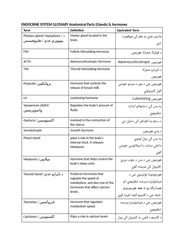 Endocrine System Glossary | PDF