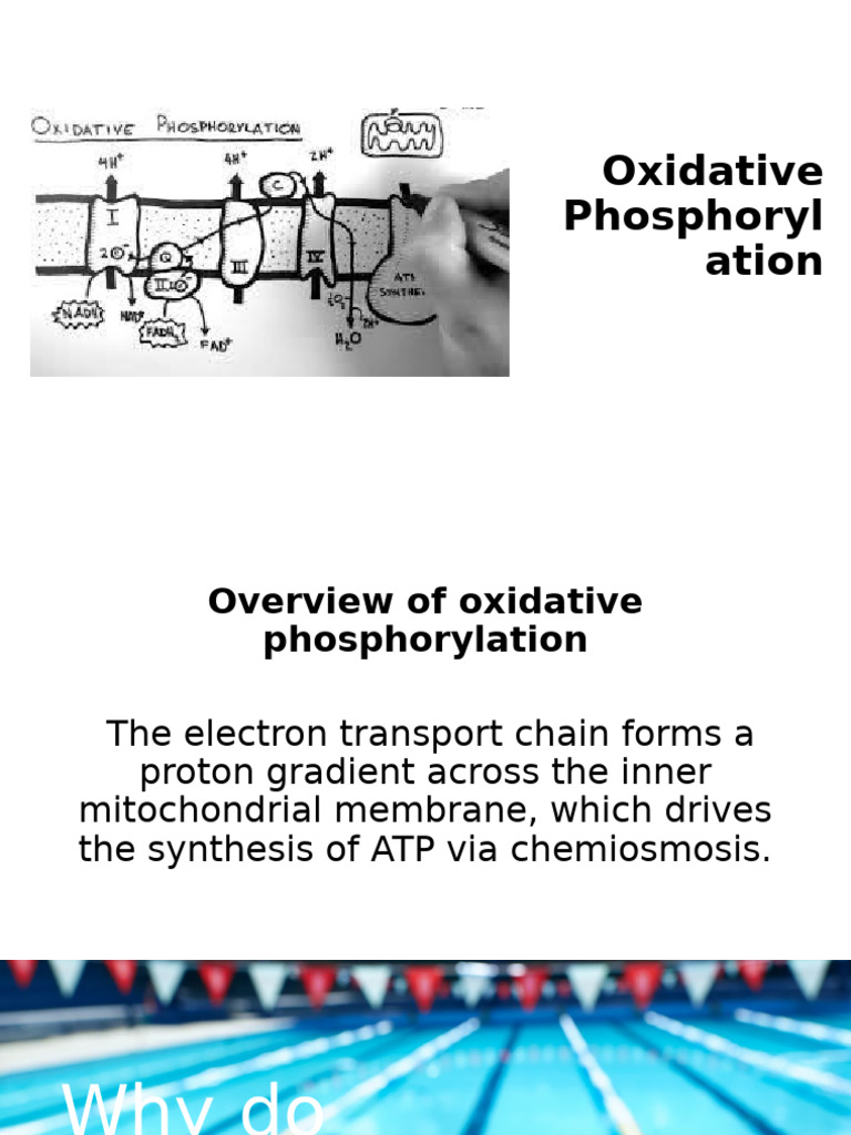Oxidative Phosphorylation Overview | PDF | Electron Transport Chain ...