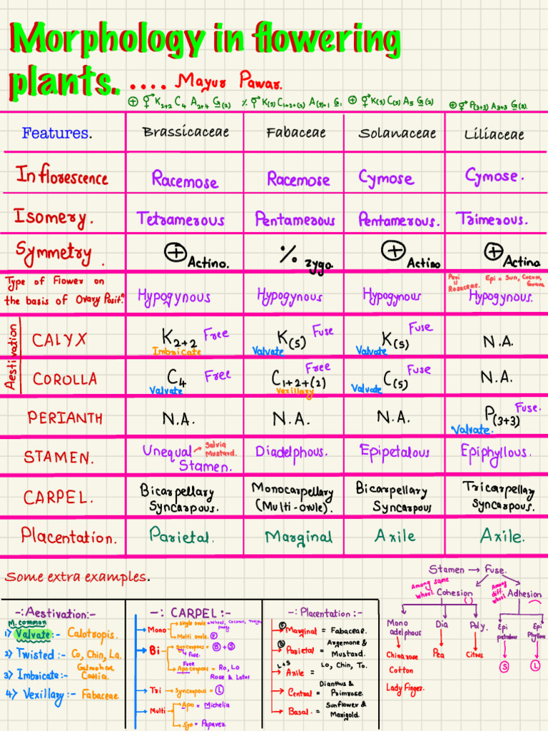 Morphology S.N. Family and Anatomy | PDF | Branches Of Botany | Flowers