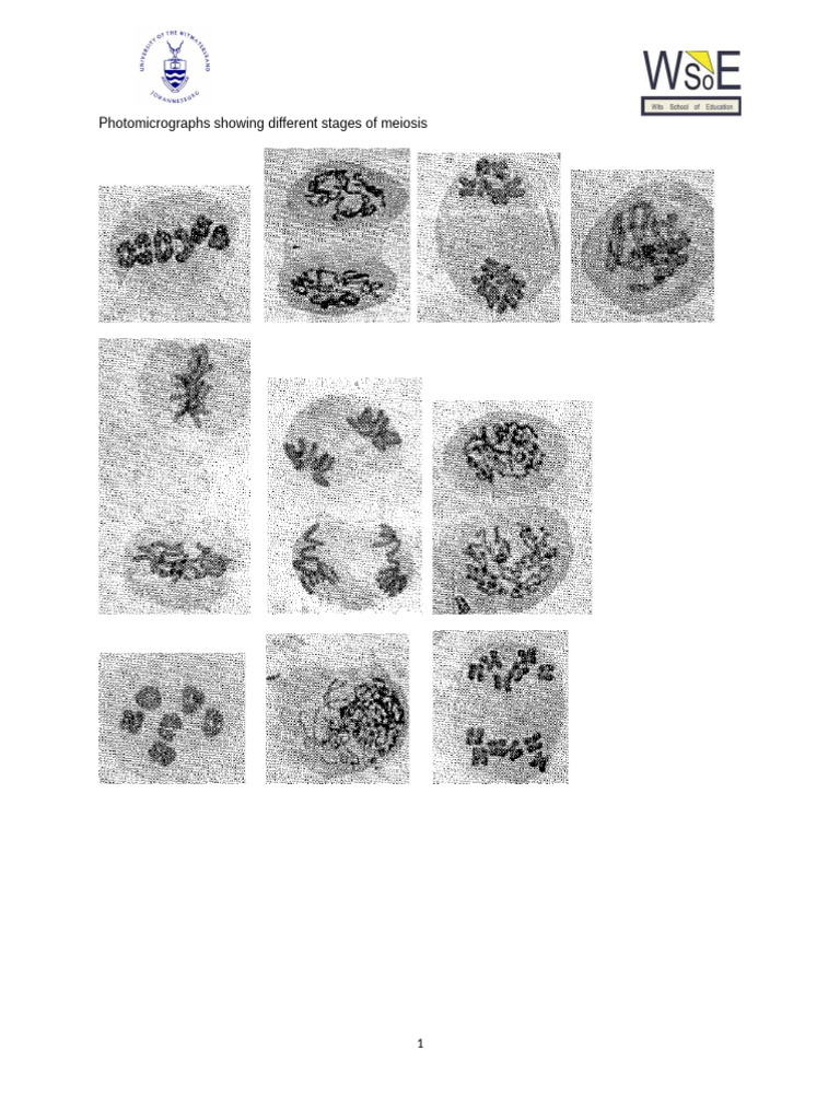 Tut Photomicrographs Showing Different Stages of Meiosis | PDF