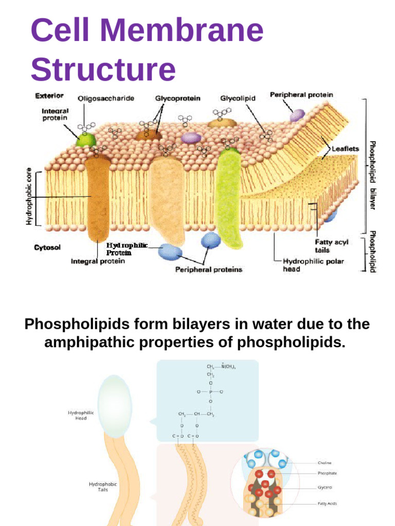 Understanding Cell Membrane Structure | PDF | Cell Membrane | Phospholipid