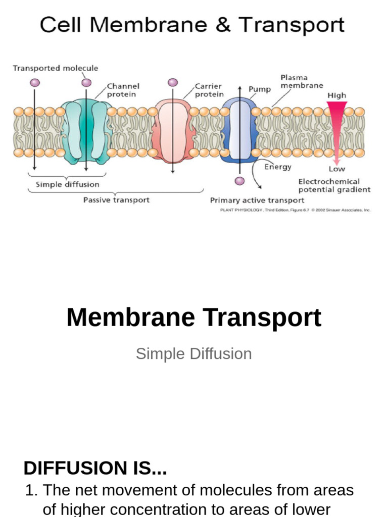 Cell Membrane Transport | PDF | Cell Membrane | Osmosis