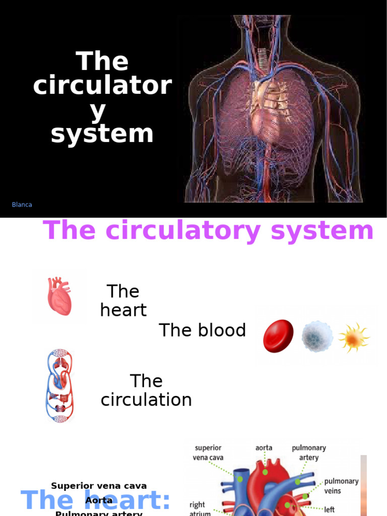 Circulatory System | PDF
