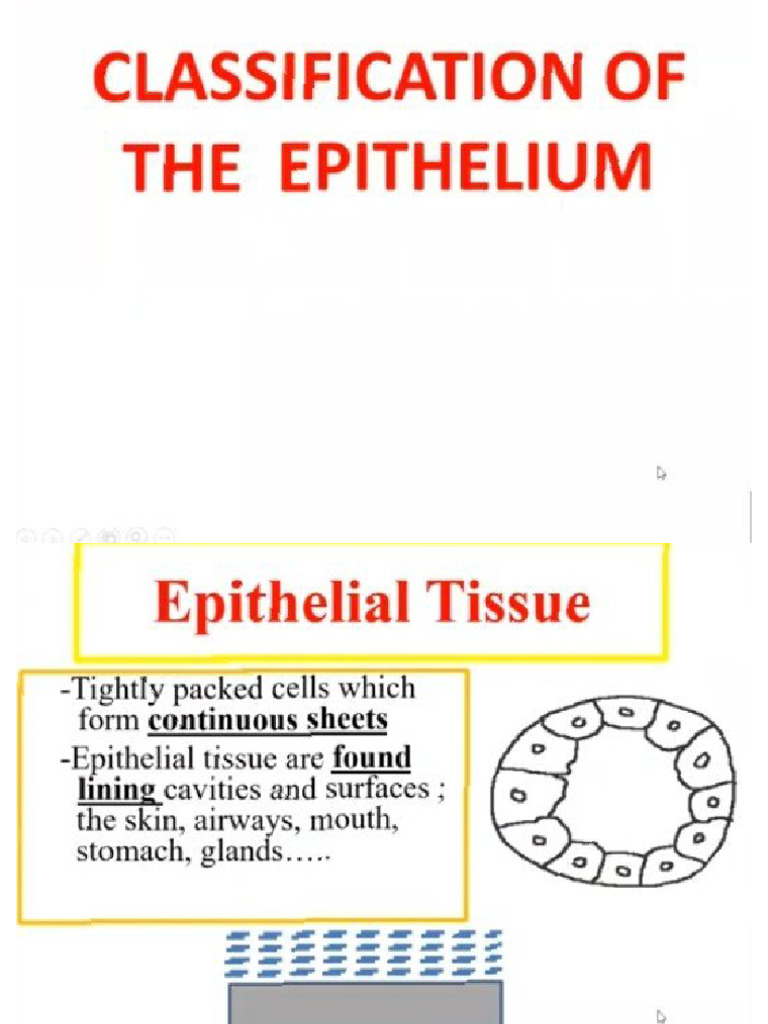 Classification of Epithelium | PDF