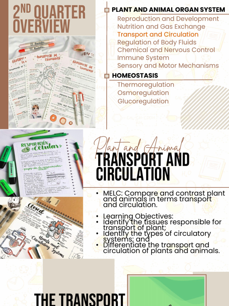 Plant and Animal Transport Systems | PDF | Plant Stem | Biology