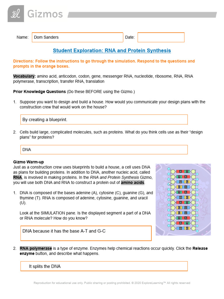 Dom Sanders Gizmos RNA Protein Synthesis SE | PDF | Translation ...