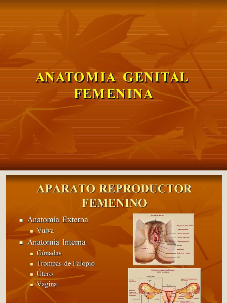 Anatomia Genital Femenina | PDF