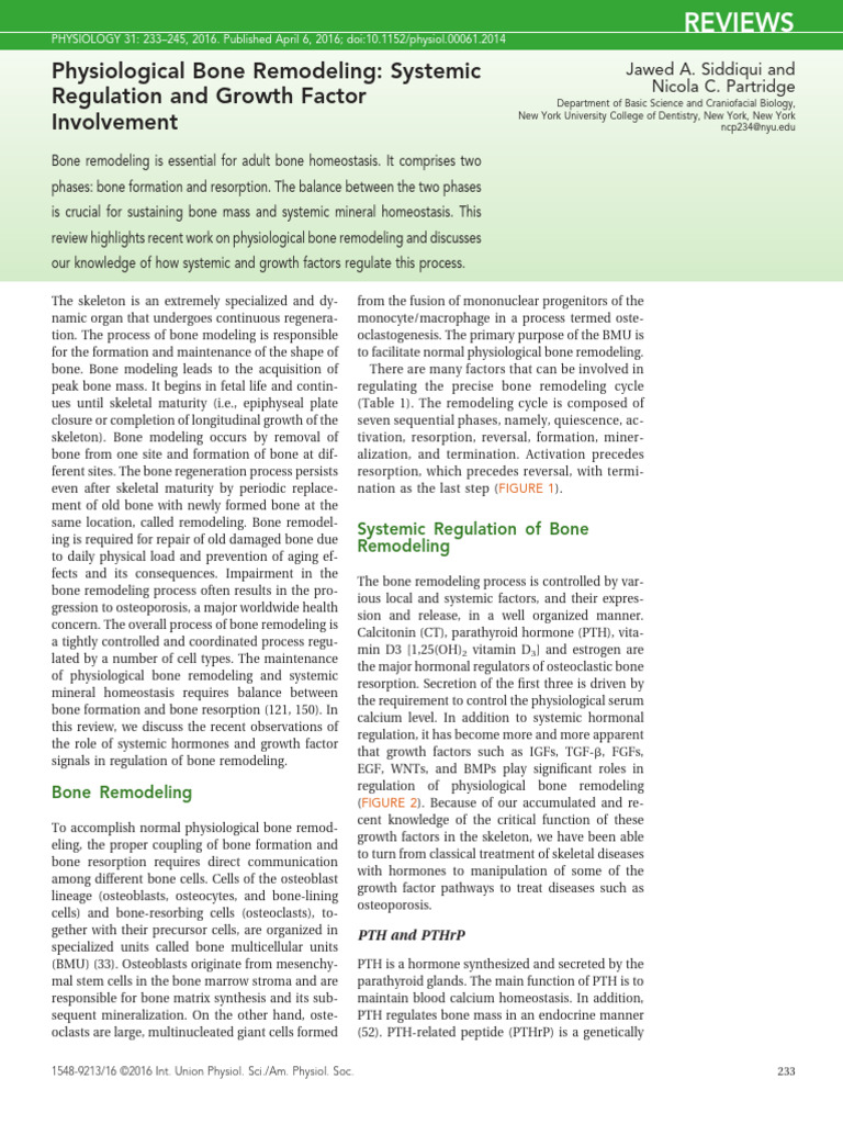 Physiological Bone Remodeling | PDF | Bone | Osteoblast