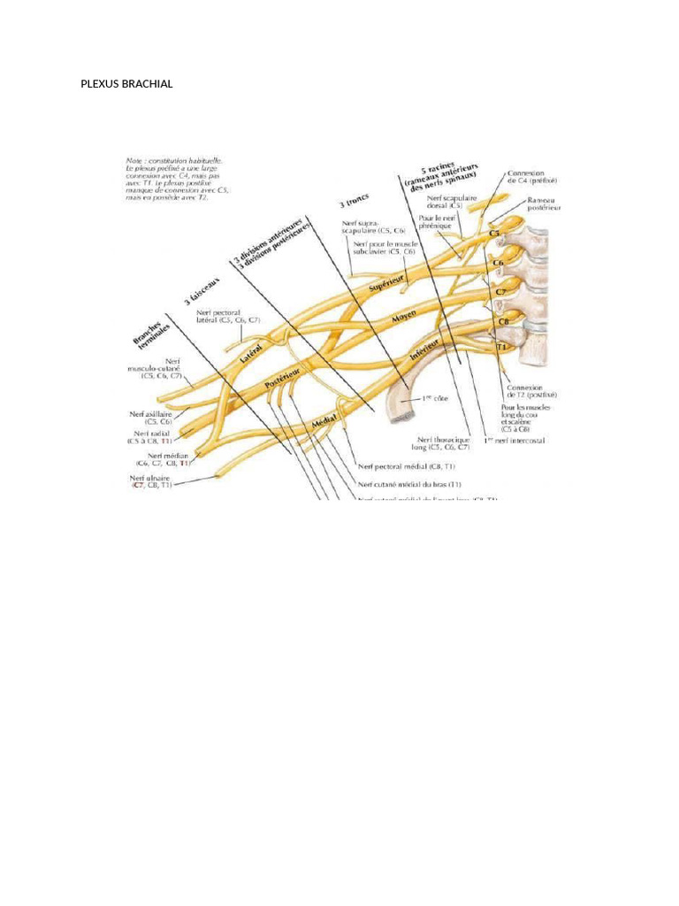 Plexus Brachial | PDF