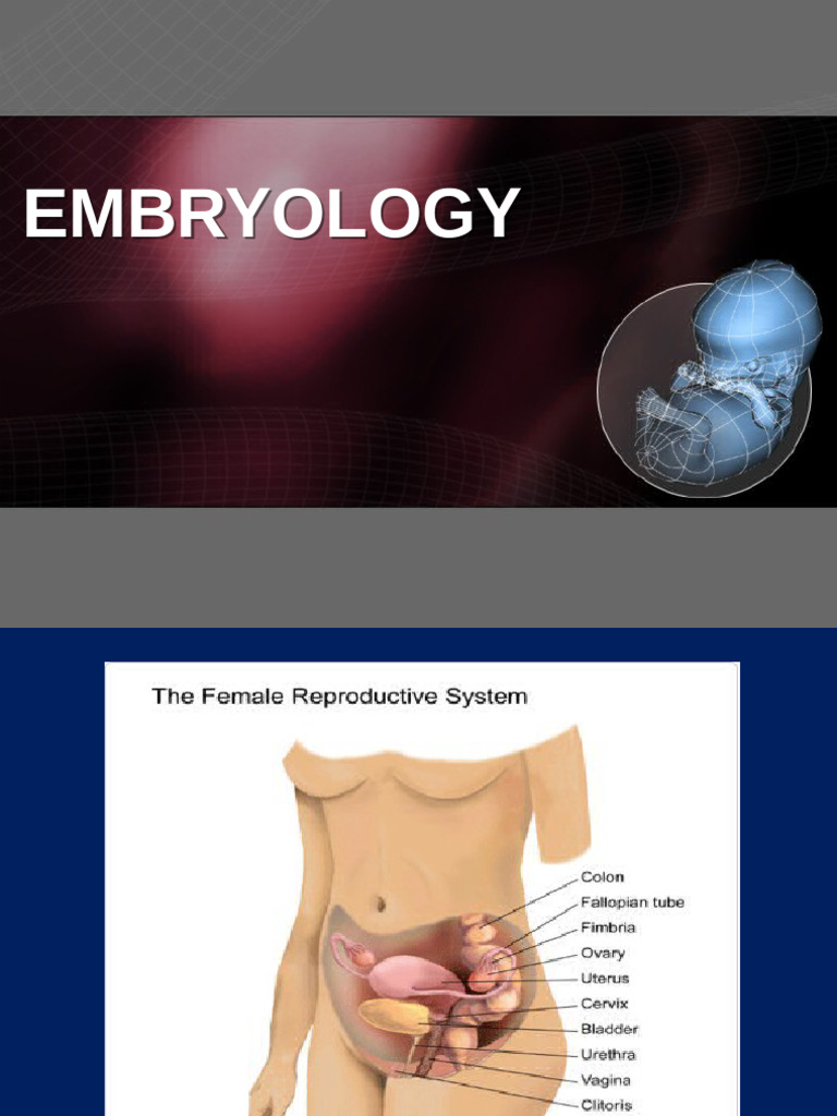 Dokumen Tips Oogenesis Reproductive Cycle Fertilization Pdf 3653