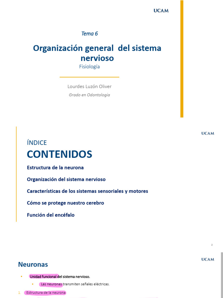 Tema+6_Organizaci%C3%B3n+SNC | PDF | Sistema nervioso | Sistema ...