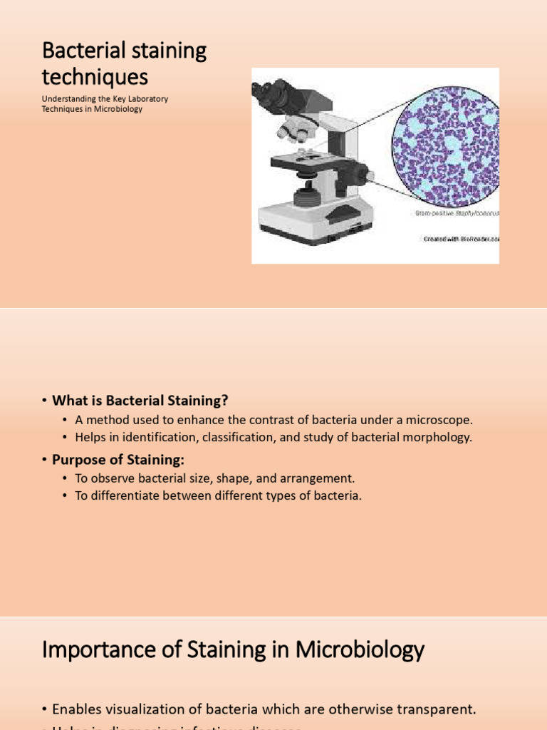 Bacterial Staining Techniques Explained | PDF | Staining | Gram ...