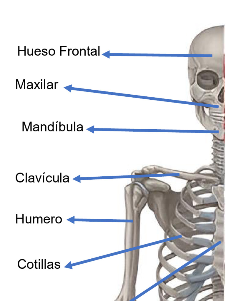 Sistema Óseo y Muscular Humano | PDF