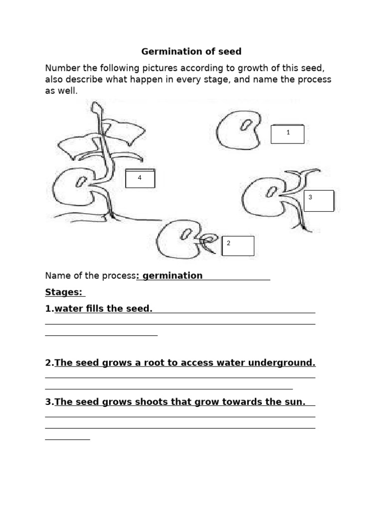 Germination Quiz | PDF