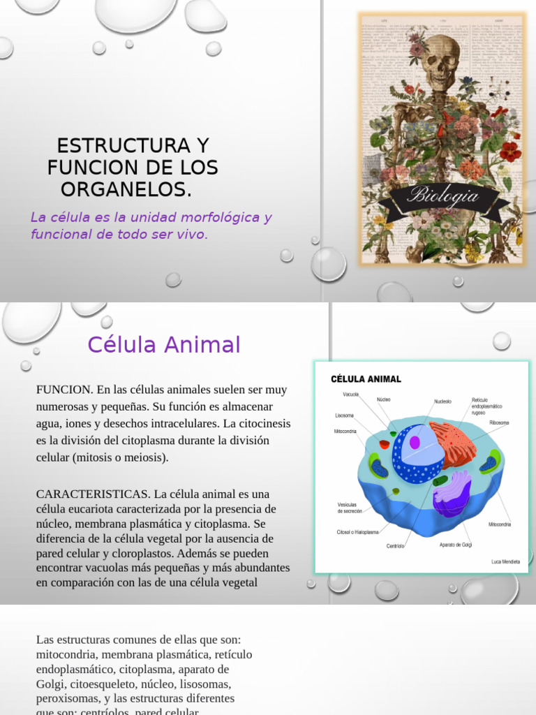 Estructura y Funcion de Los Organelos | PDF | Biología Celular ...