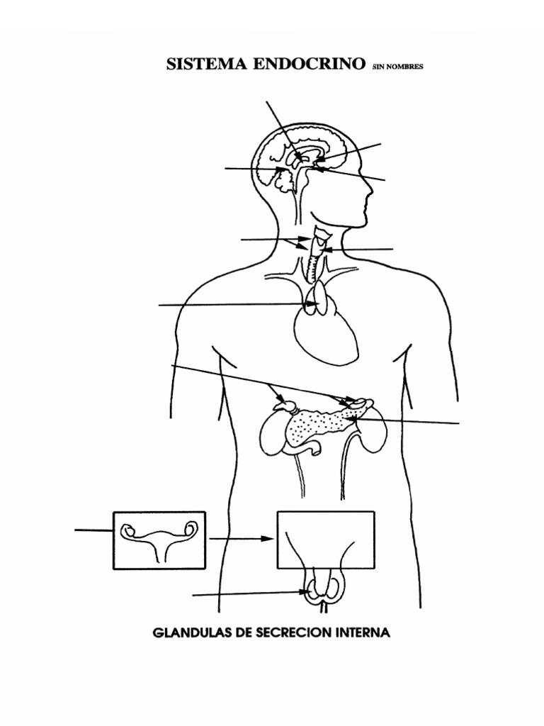 Sistema Endocrino Sin Nombres | PDF
