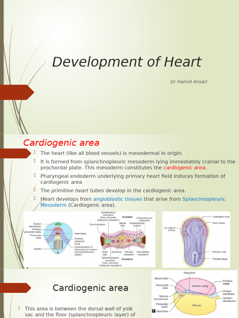 Heart Development and Anatomy Overview | PDF | Atrium (Heart) | Heart Valve