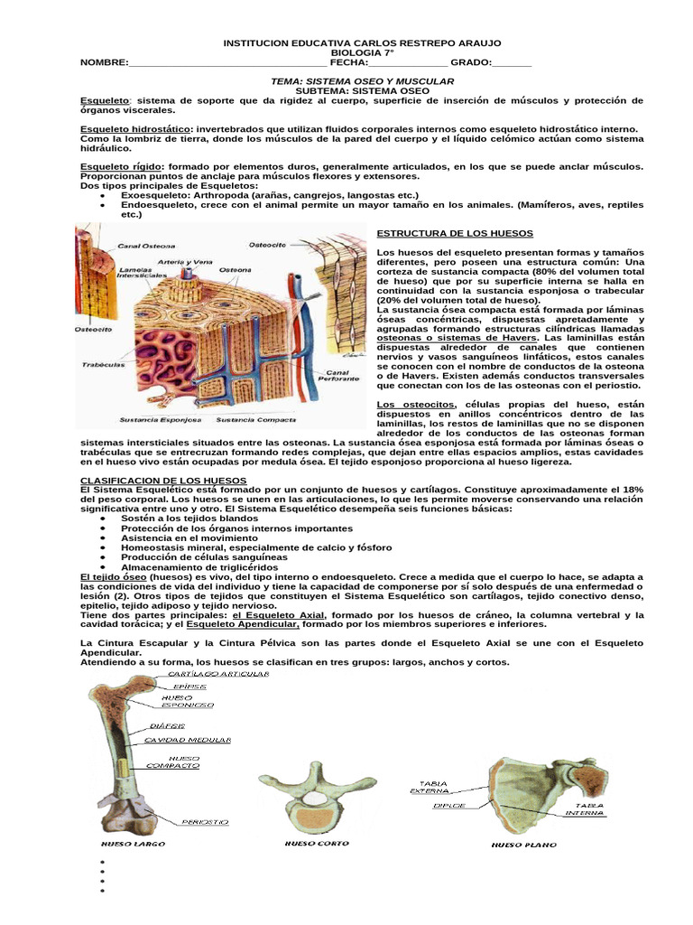 Guia Sistema Oseo y Muscular | PDF | Hueso | Esqueleto