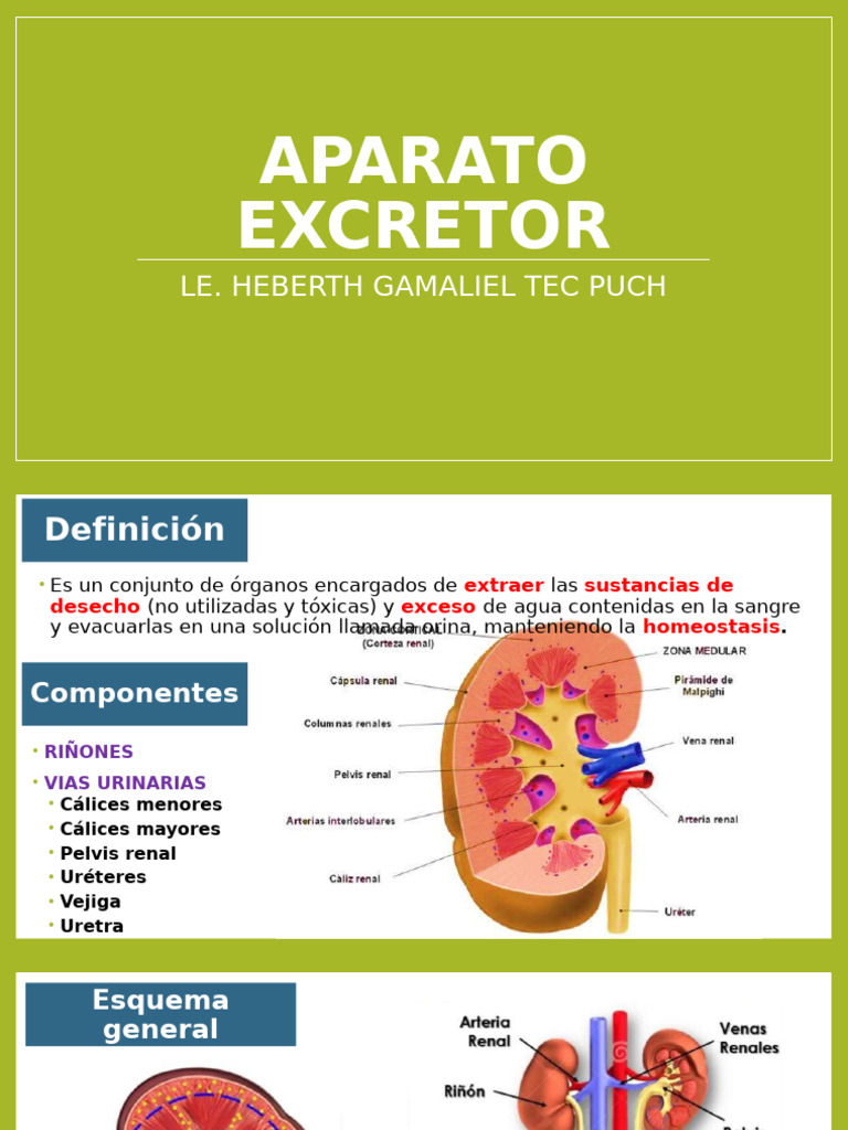Aparato excretor | PDF | Riñón | Sistema urinario