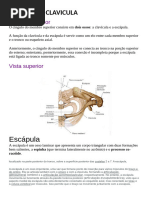 Anatomia - Escápula | PDF | Sistema Esquelético | Membros (anatomia)
