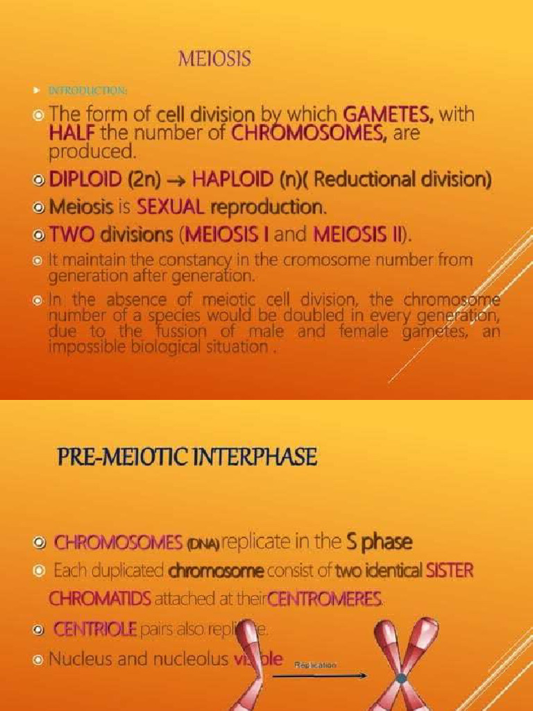 Lecture 6 B Meiosis | PDF