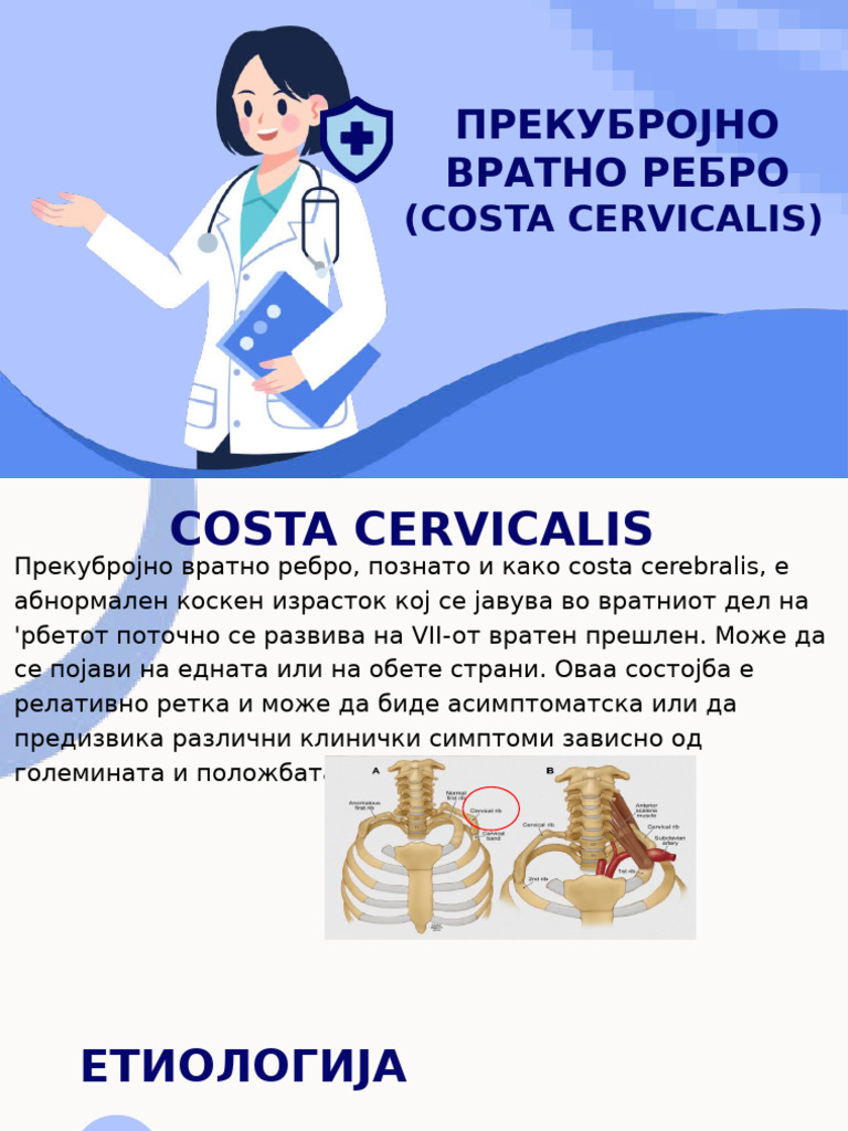 Costa Cervicalis | PDF