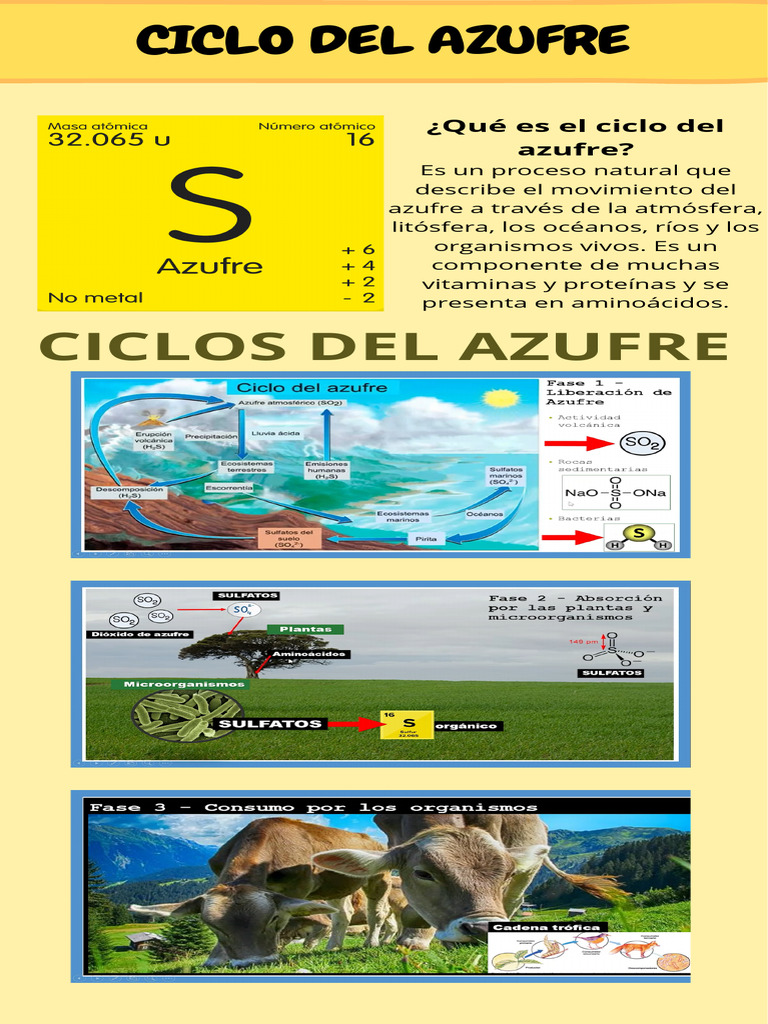 Ciclo Del Azufre - 20250224 - 090052 - 0000 | PDF