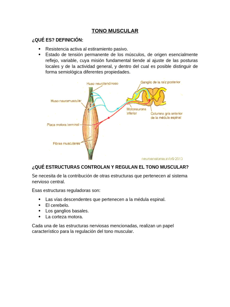 Regulación y Función del Tono Muscular | PDF | Neurona motora | Músculo