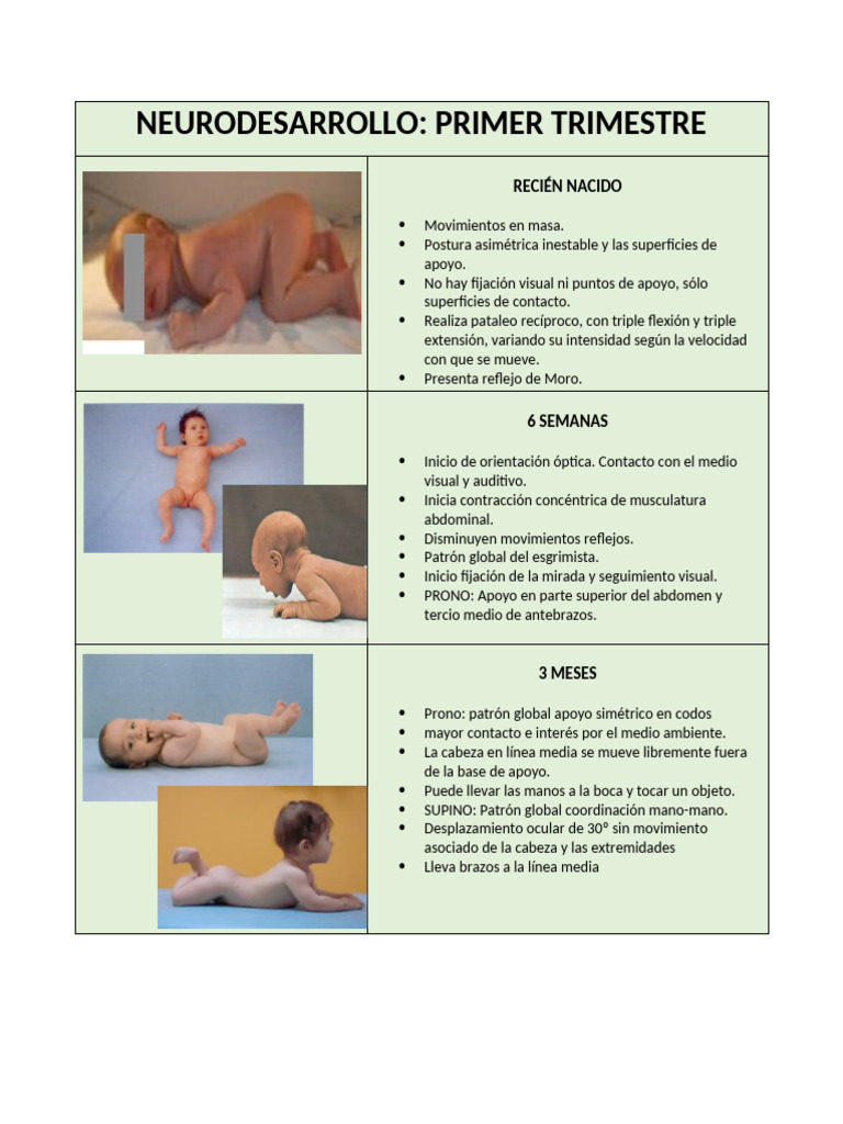 Neurodesarrollo (4 trimestres) | PDF | Mano | Codo