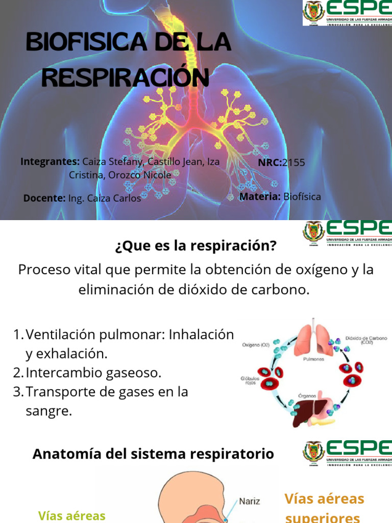 Biofísica de La Respiración | PDF | Pulmón | Respiración