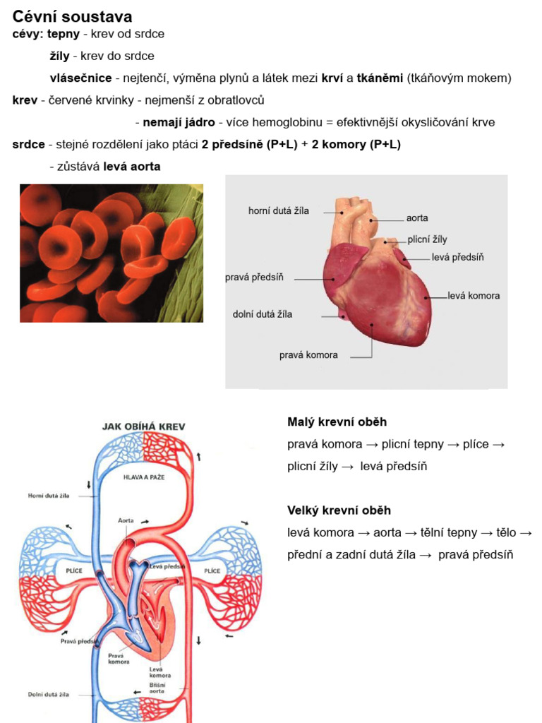 26 Savci II Otázky | PDF