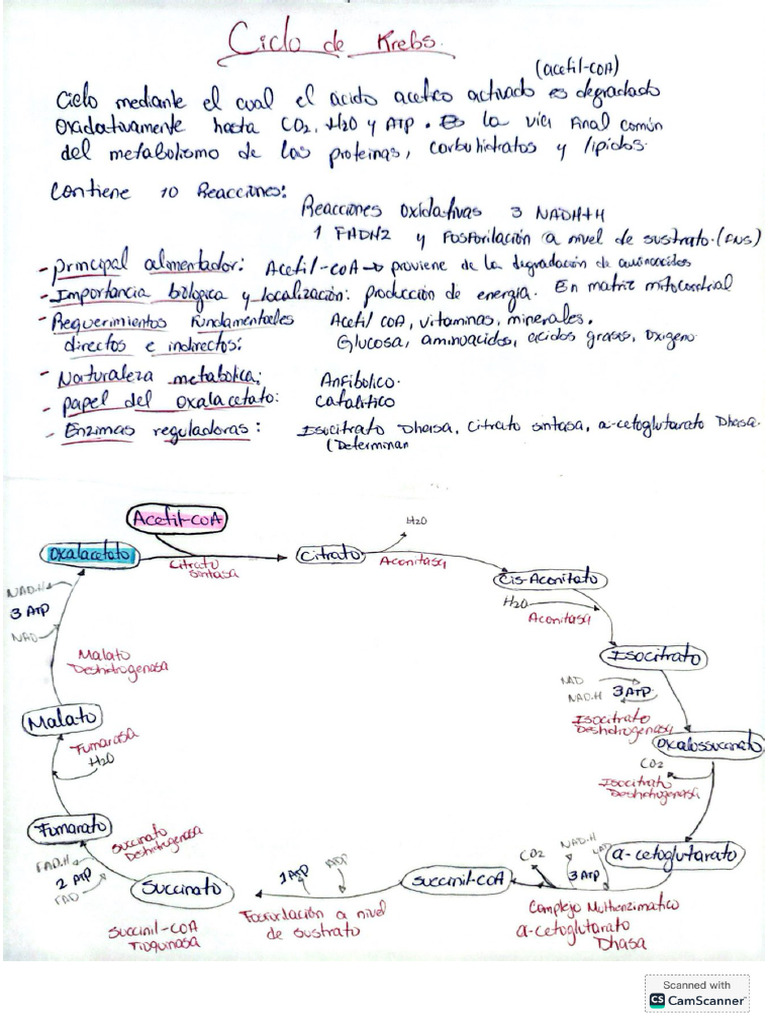 Ciclo de Krebs y Cadena Respiratoria | PDF