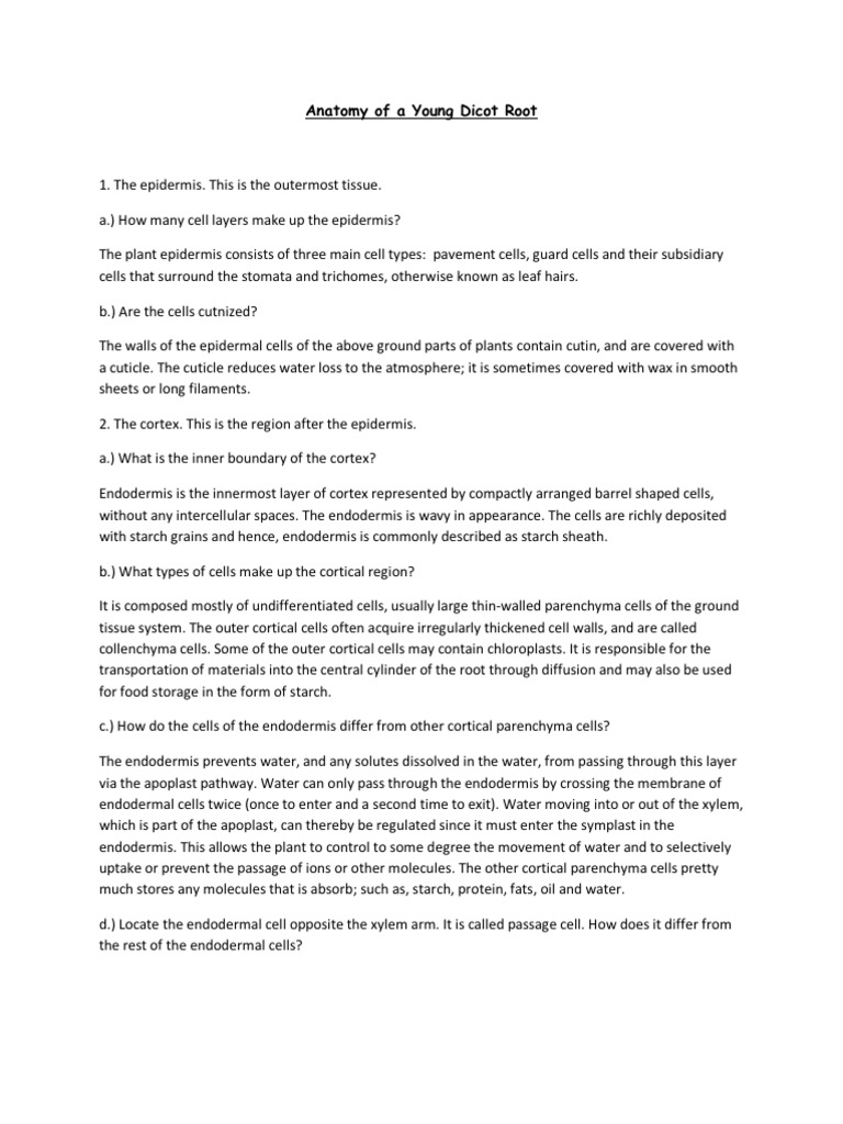 Anatomy of A Young Dicot Root | PDF | Morphology (Biology) | Plant ...