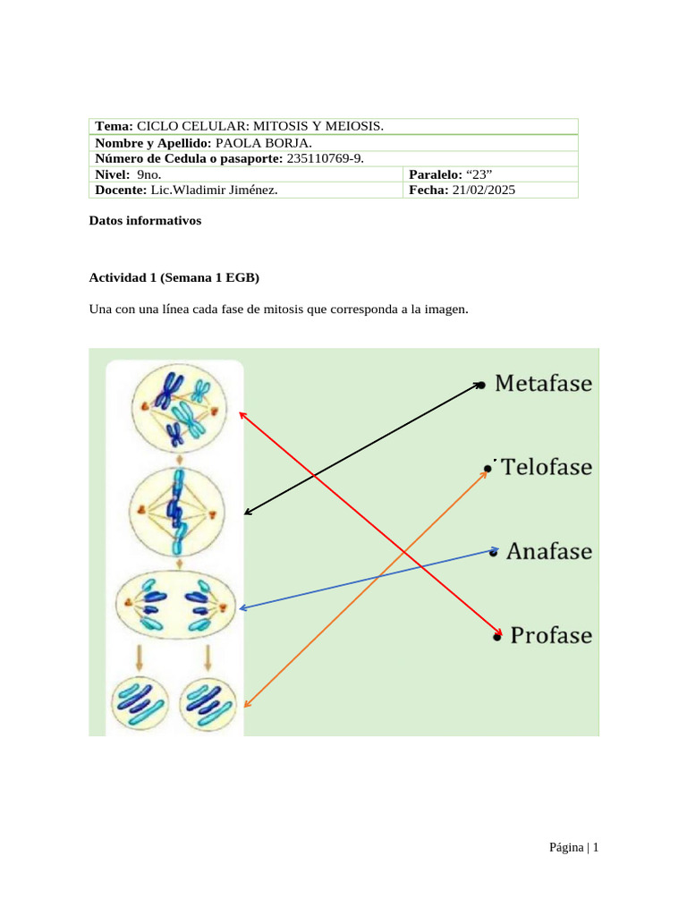 Ciclo Celular: Mitosis y Meiosis | PDF