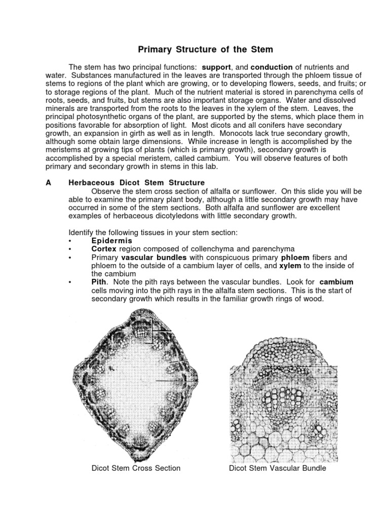Stems | Download Free PDF | Plant Stem | Bark