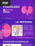 Anatomía y Función Del Túbulo Contorneado Distal (Autoguardado) | PDF ...