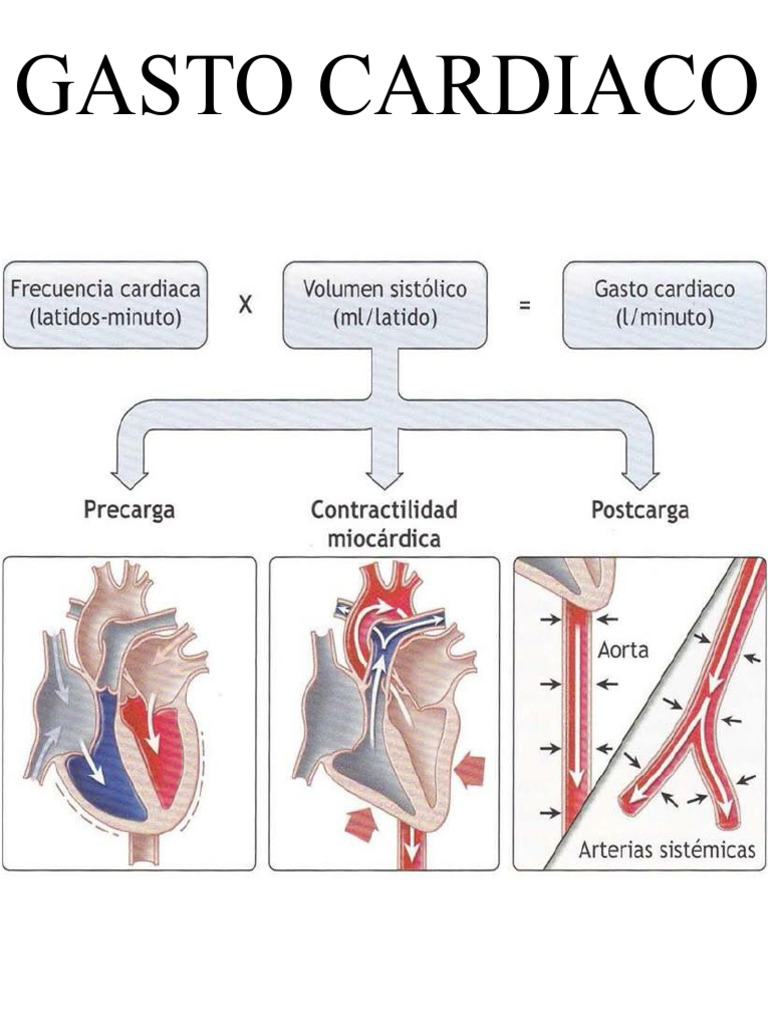 Gasto Cardíaco: Definición y Factores | PDF | Corazón | Ventrículo ...