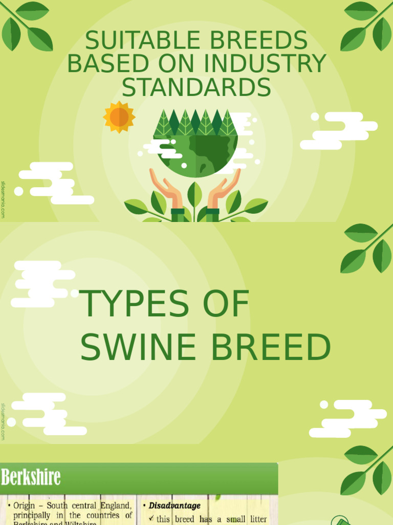Tle 9 Types of Swines | PDF