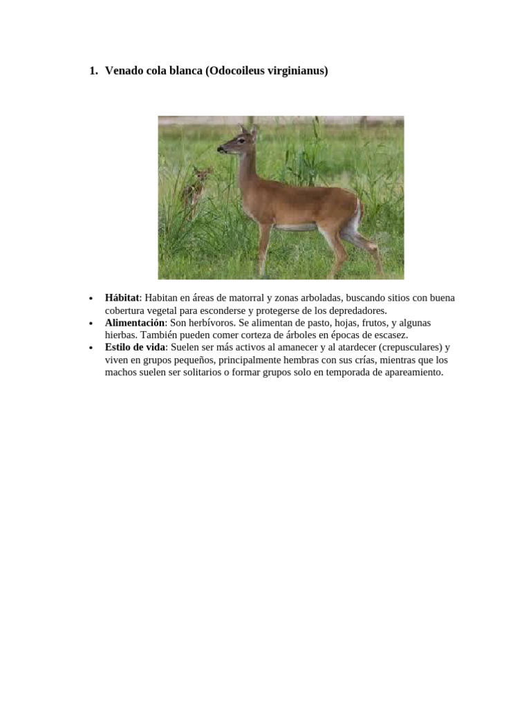 Venado Cola Blanca | PDF | Venado de cola blanca | Coyote