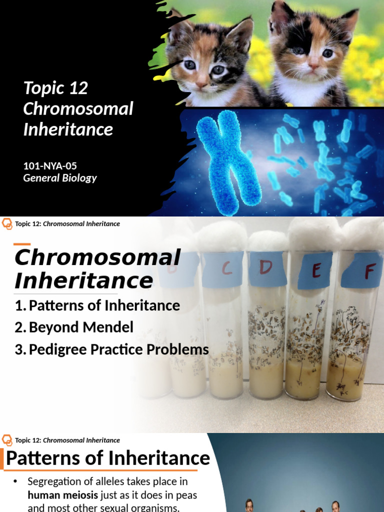 12 Chromosomal Inheritance | PDF | Dominance (Genetics) | Allele