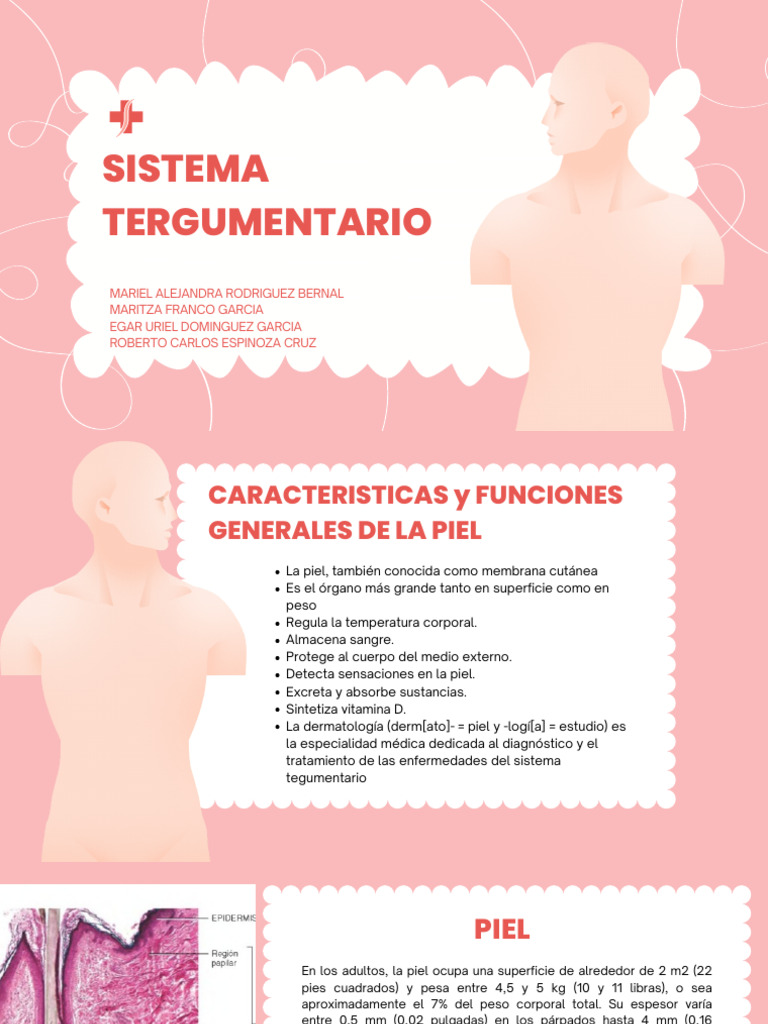 Sistema Tegumentario Anatomía | PDF | Piel | Epidermis