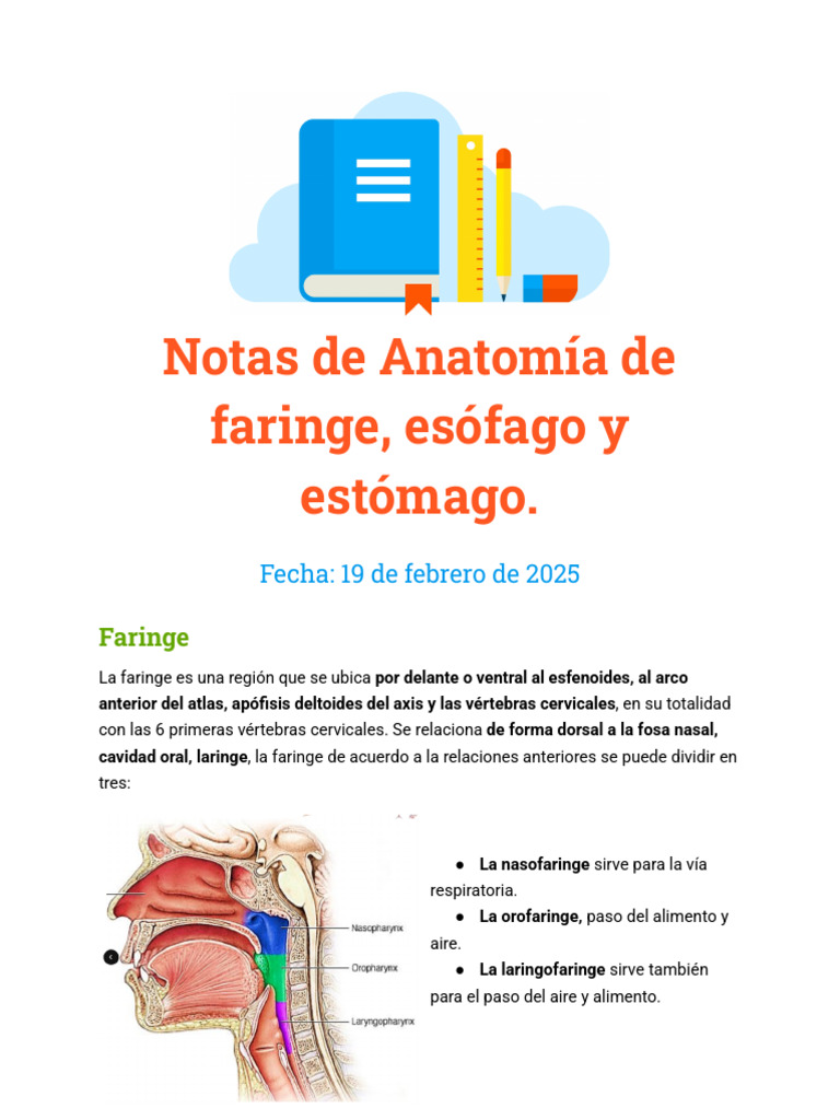 Anatomía de Faringe, Esófago y Estómago. | PDF | Estómago | Abdomen