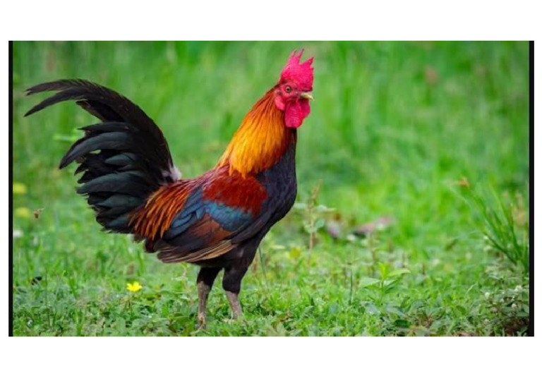 Ayam | PDF