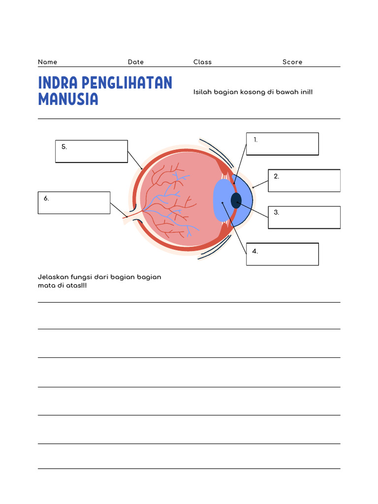 Human Sense Organs Eye Biology Worksheet in Red and Blue Illustrated ...