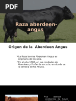 Raza Aberdeen Angus | PDF | Ganado | Vacas